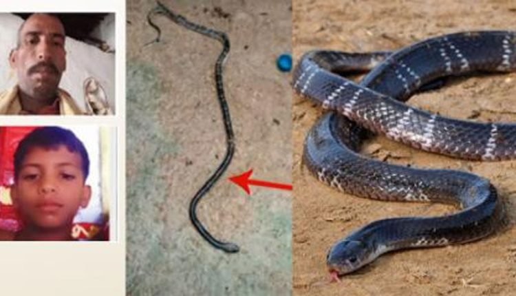 Father And Son Dies After Bitten By A Snake