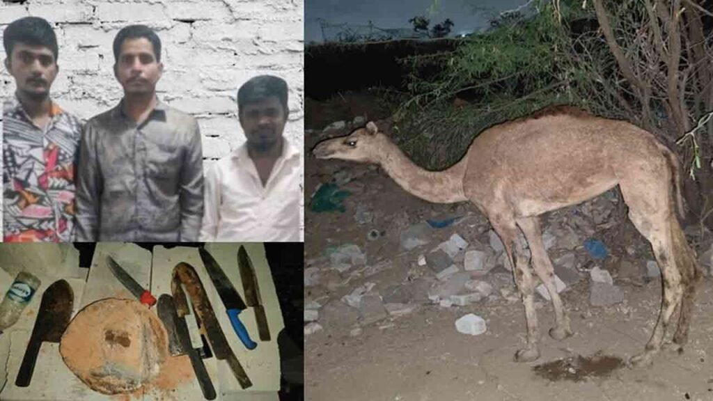 Three Arrested For Illegal Possession Of Camels