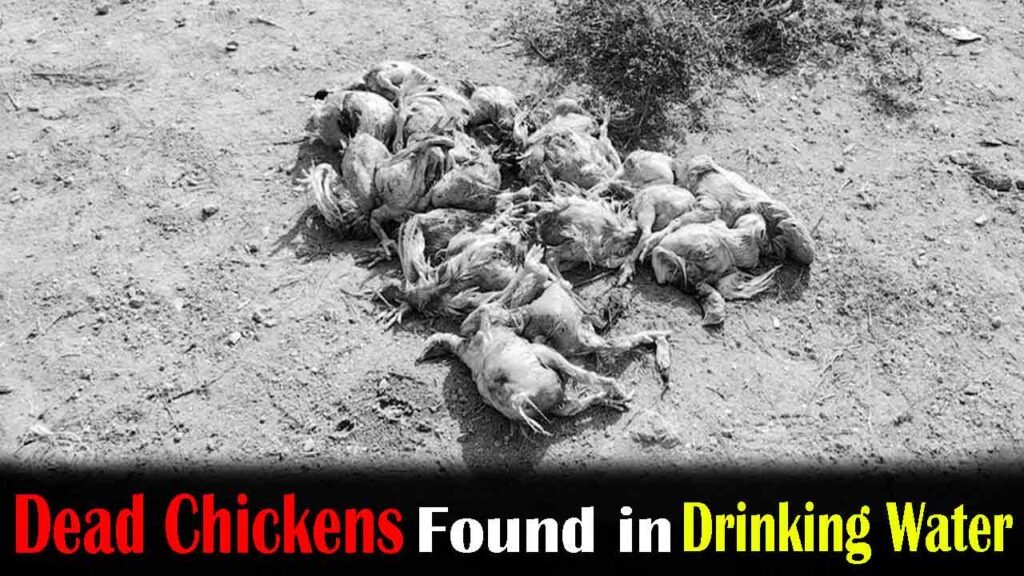 Video | Alert Hyderabad: Bird Flu-Infected Chickens Found In Drinking ...