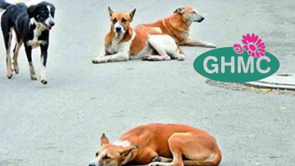 GHMC Spends Crores On Stray Dog Control, But Attacks Continue