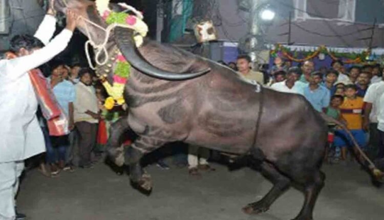 Four People Injured After Bull Gone Out Of Control In Sadar Utsav At ...