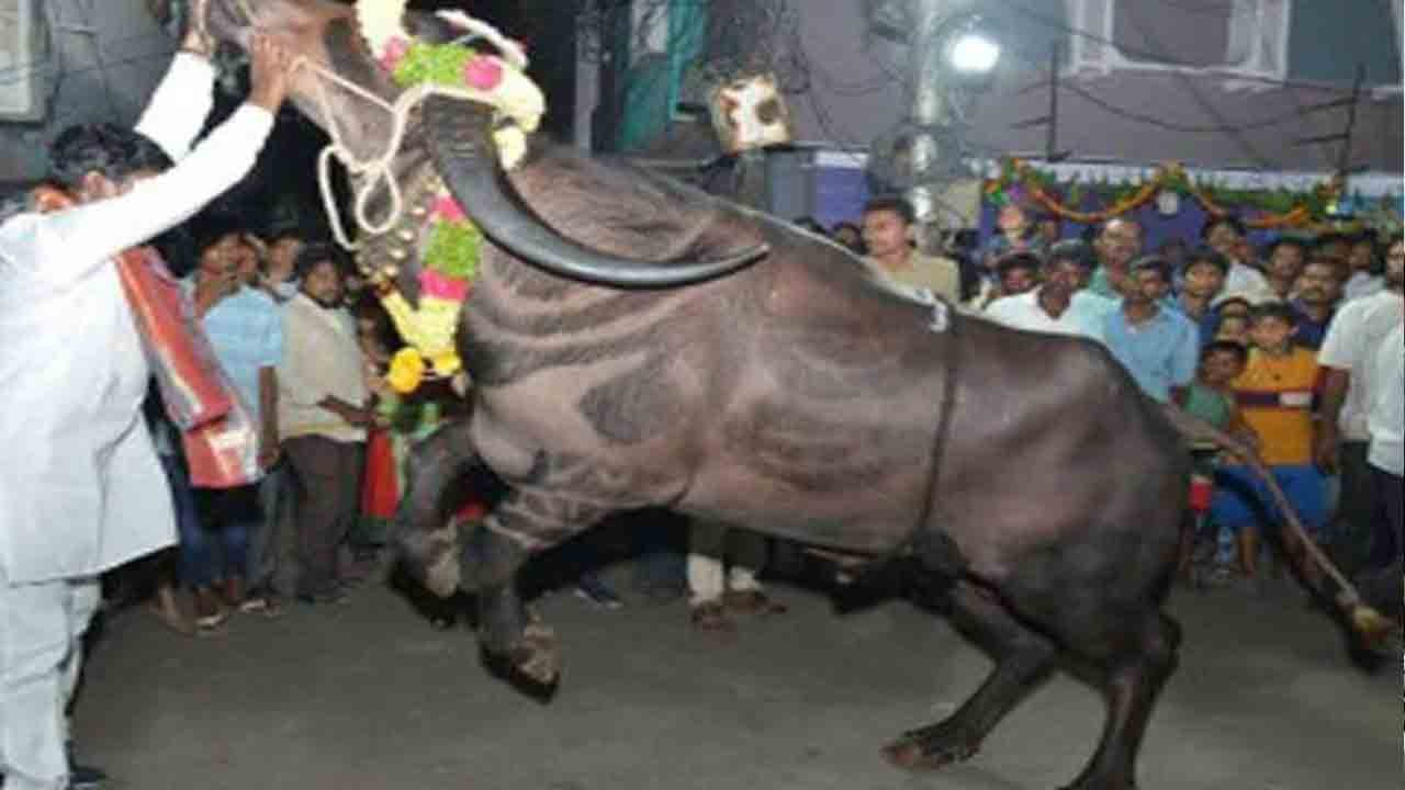 Four People Injured After Bull Went Out Of Control In Sadar Utsav At ...